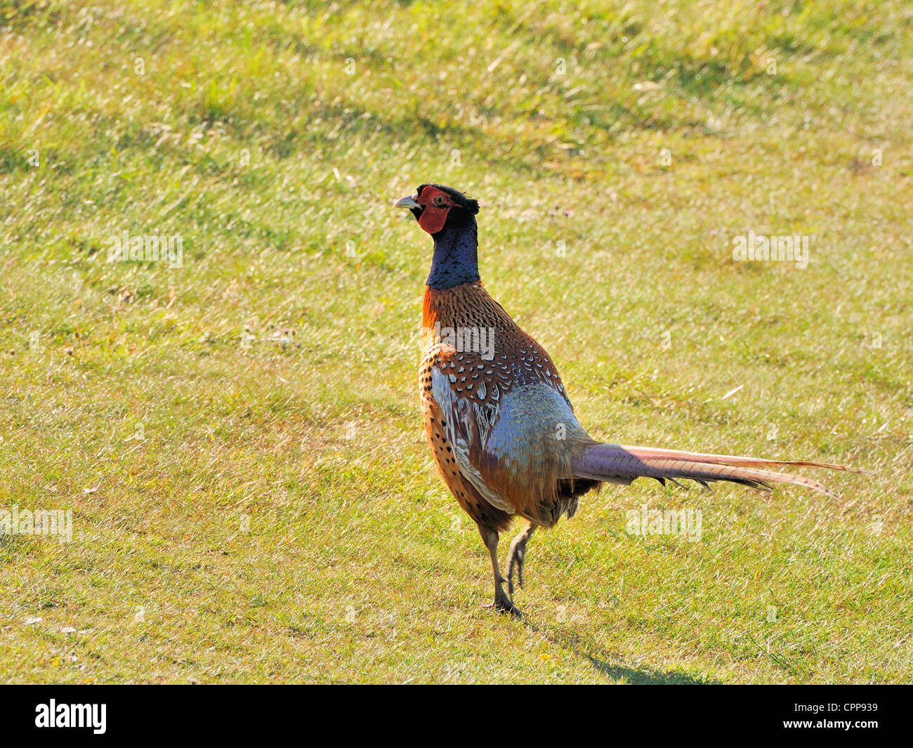 Pheasant scotland hi-res stock photography and images - Alamy