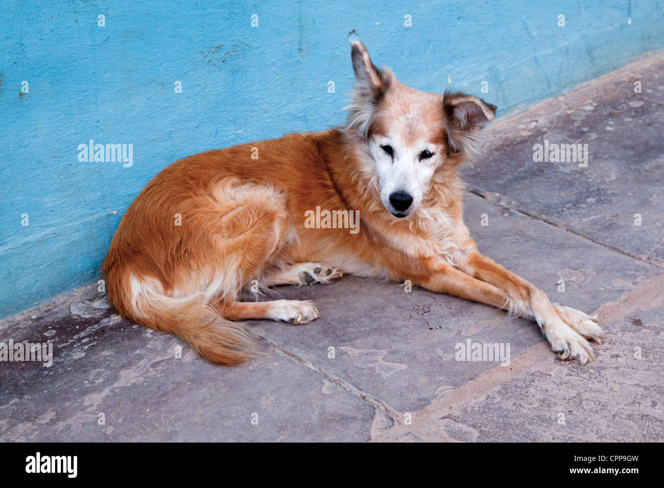 Street Dog in Cuba Stock Photo - Alamy