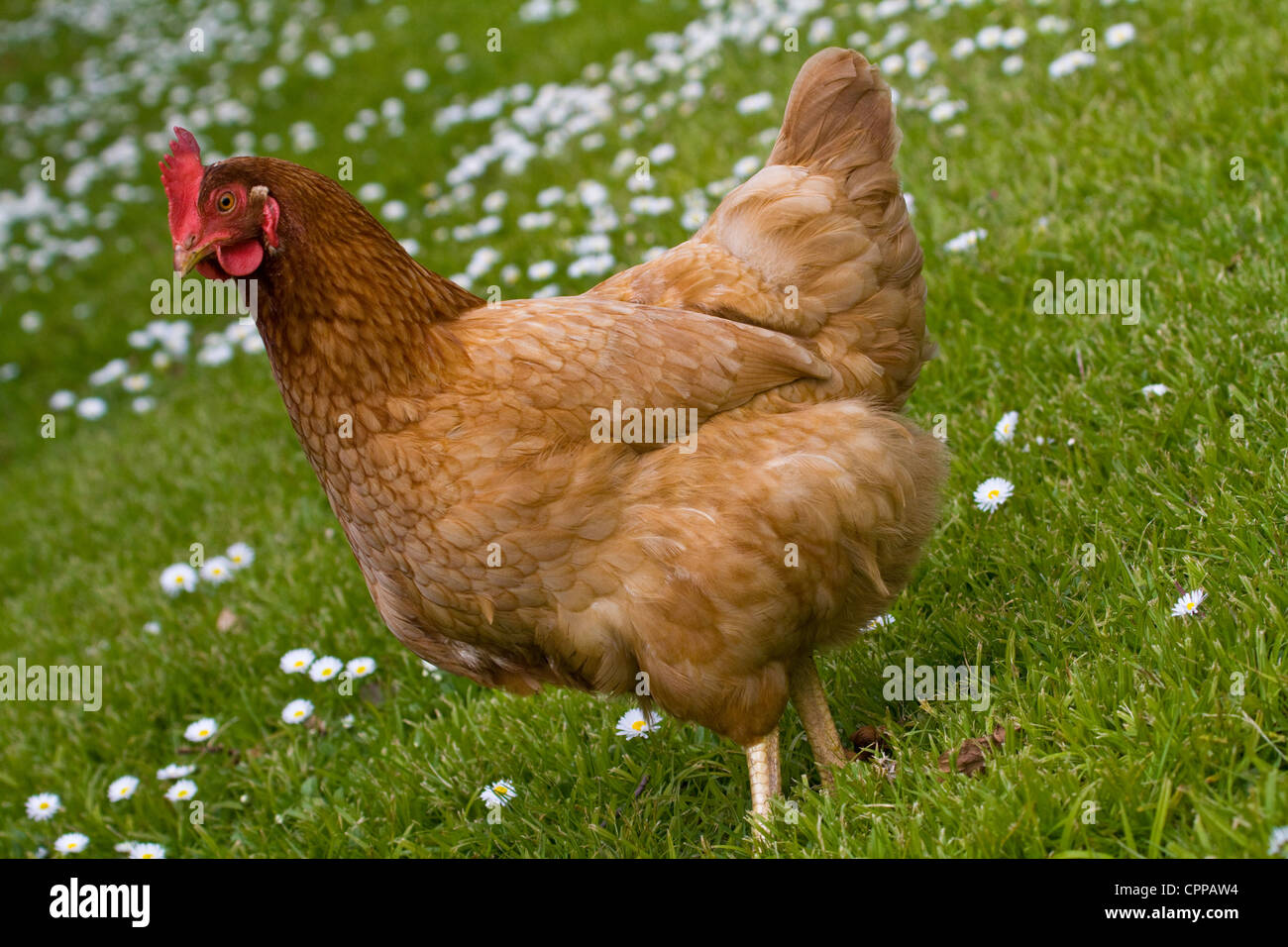 A brown hen on a lawn with daisies Stock Photo - Alamy