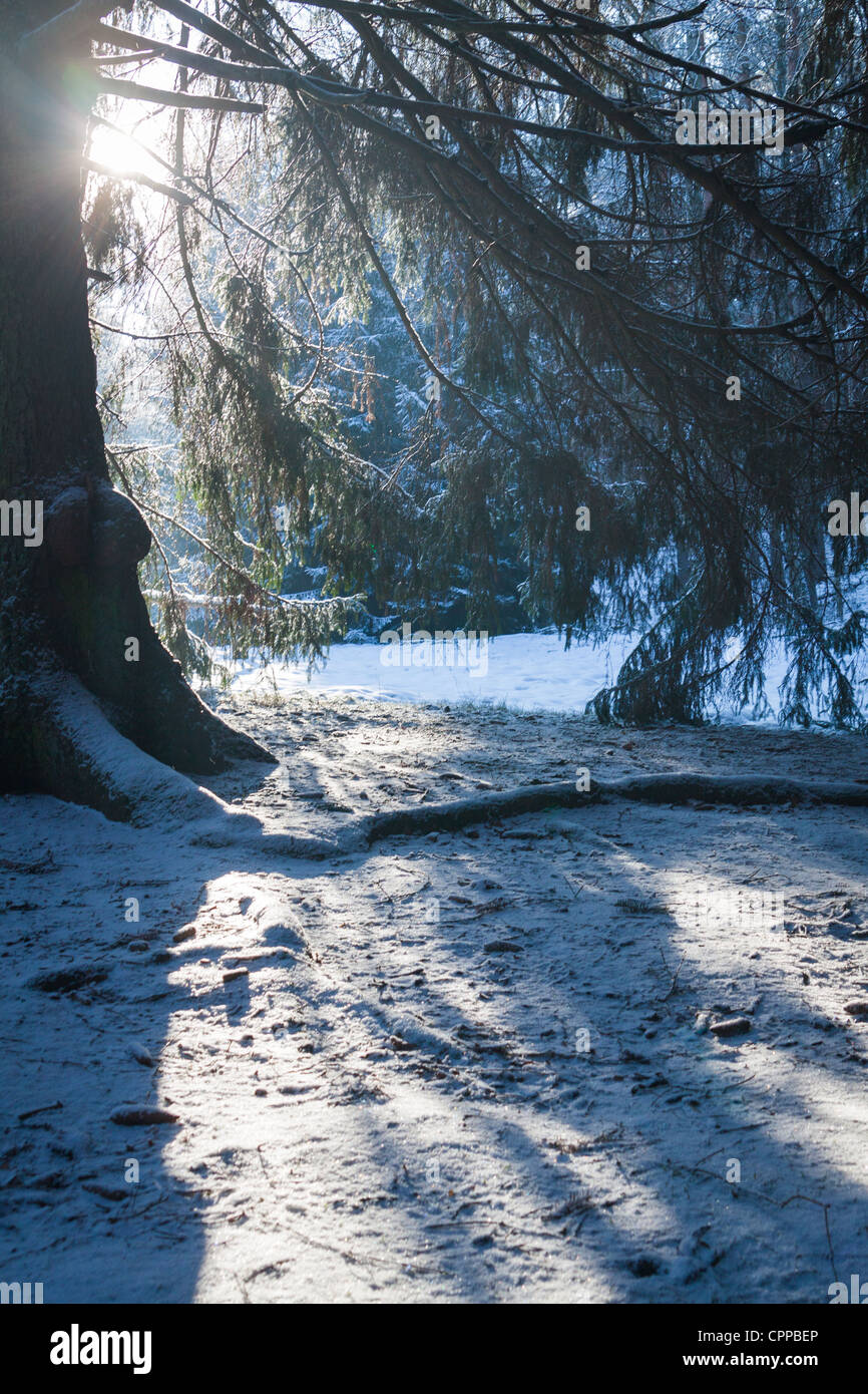 Sun rising behind old tree Stock Photo - Alamy