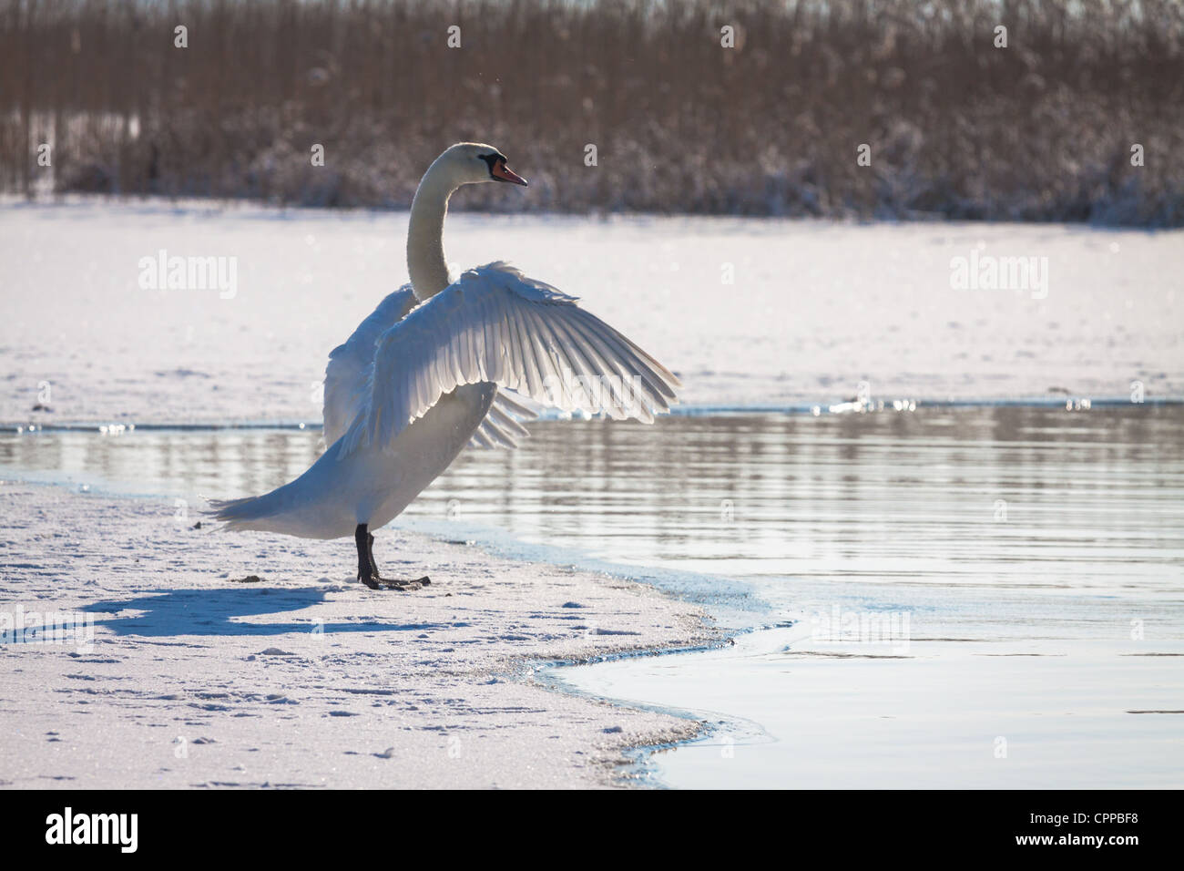Swan stretching its wings Stock Photo - Alamy