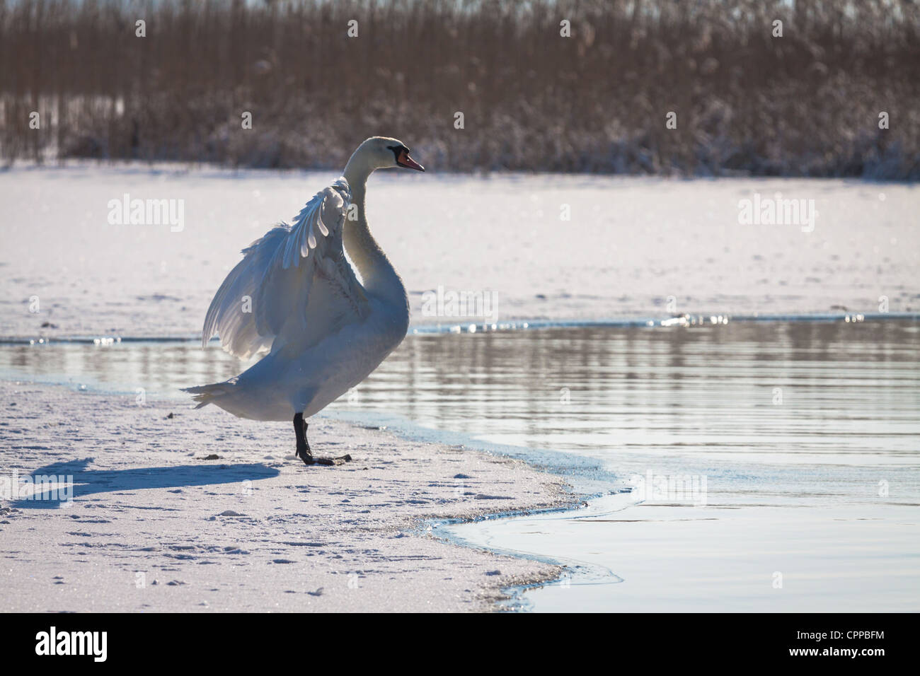 White swan on frozen pond hi-res stock photography and images - Alamy