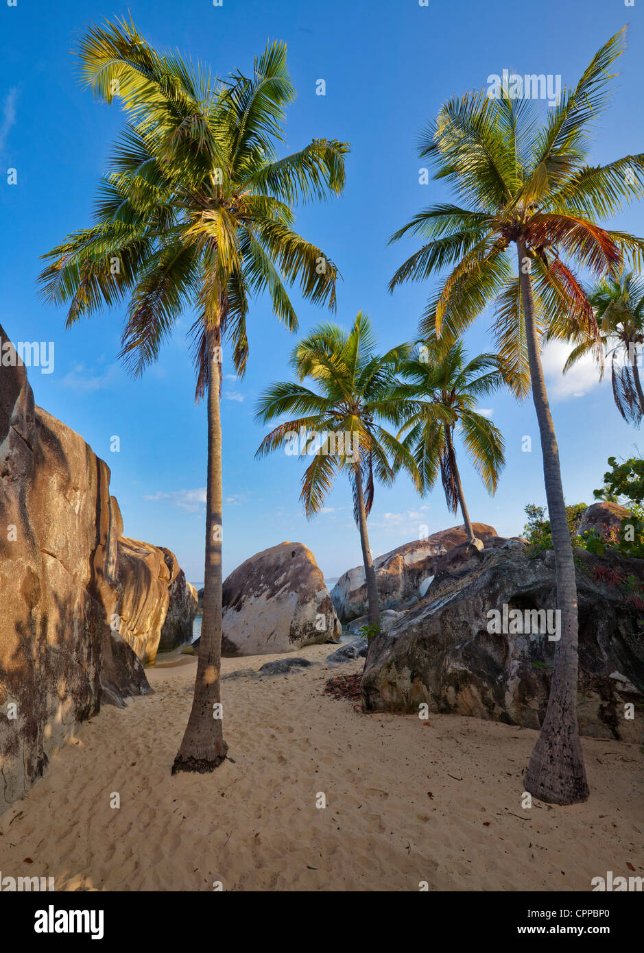 Virgin Gorda, British Virgin Islands, Caribbean Plam trees on the beach ...