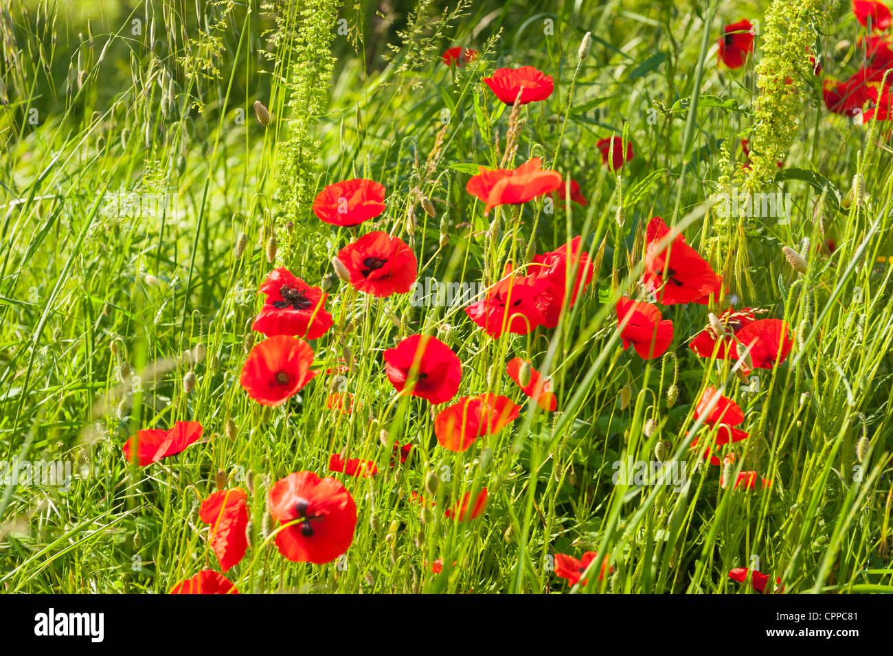 South of France , Province , Opio , wild poppy bloom blossom flower by ...
