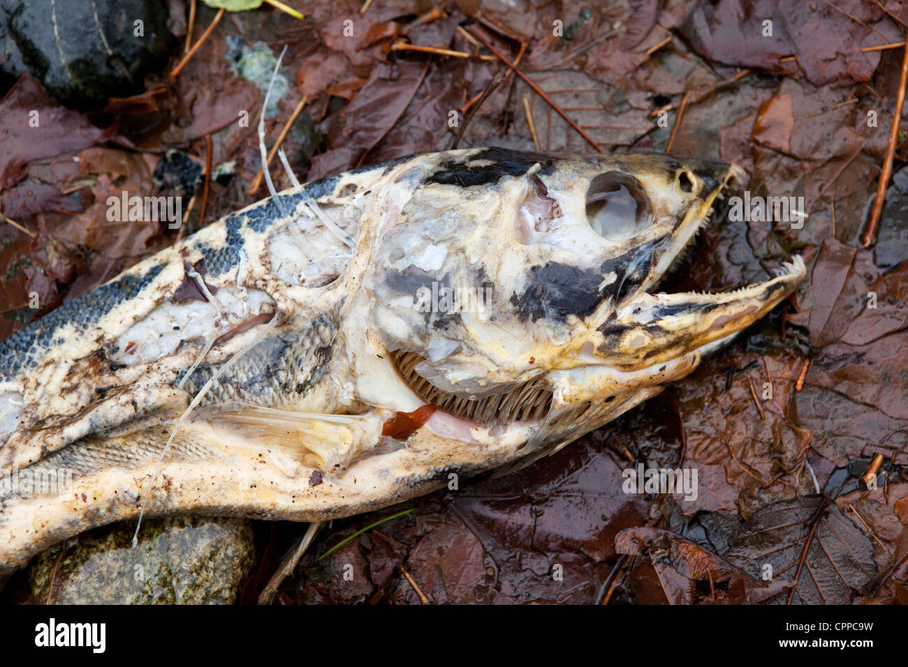 A dead salmon lies on a bed of leaves in Goldstream Provincial Park ...
