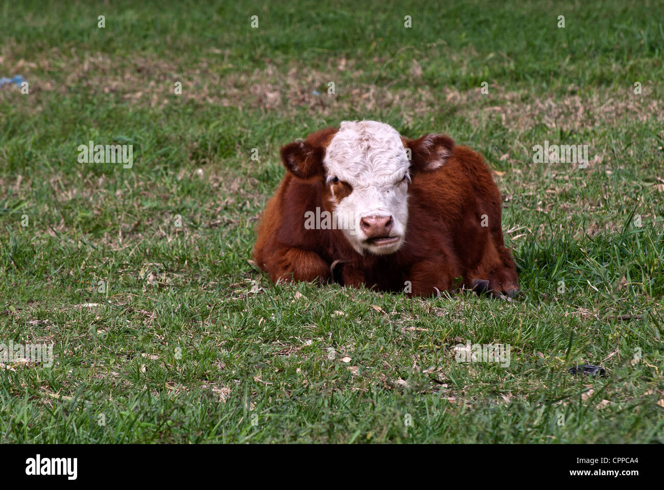 Calf muscles hi-res stock photography and images - Alamy