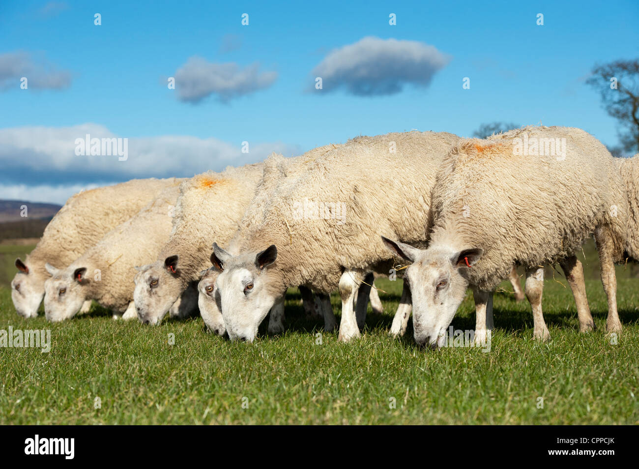 Flock of Blue Faced Leicester ewes grazing spring grass Stock Photo - Alamy