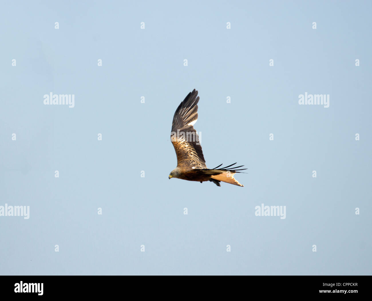 Redkite hi-res stock photography and images - Alamy