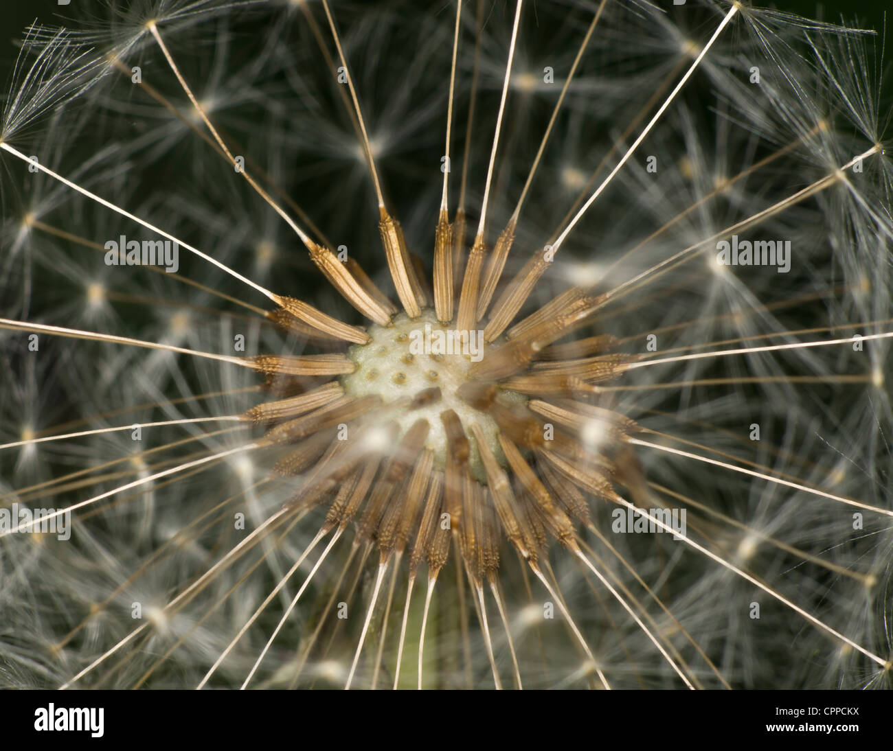 Dandylion hi-res stock photography and images - Alamy