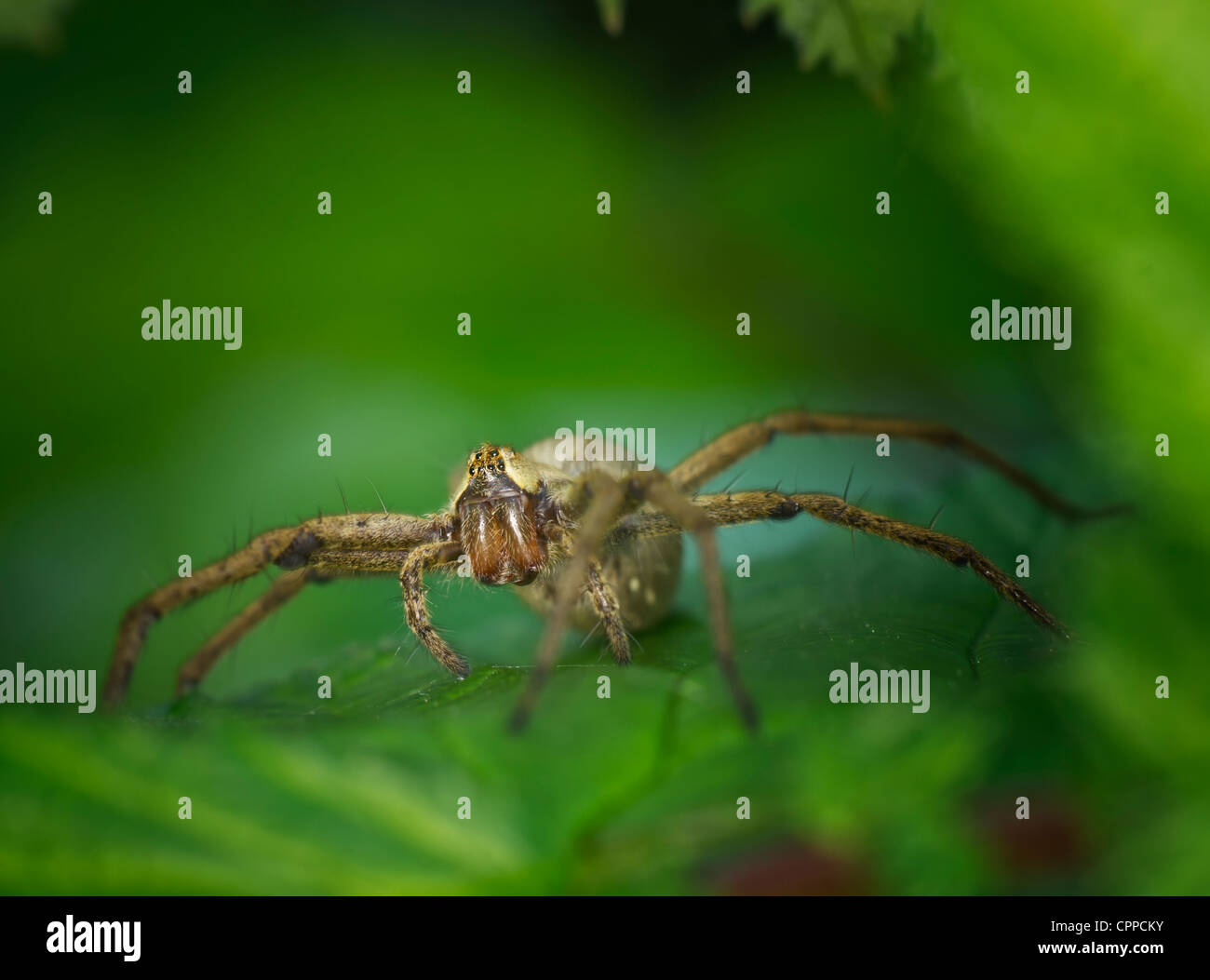 Close up of a spider Stock Photo - Alamy