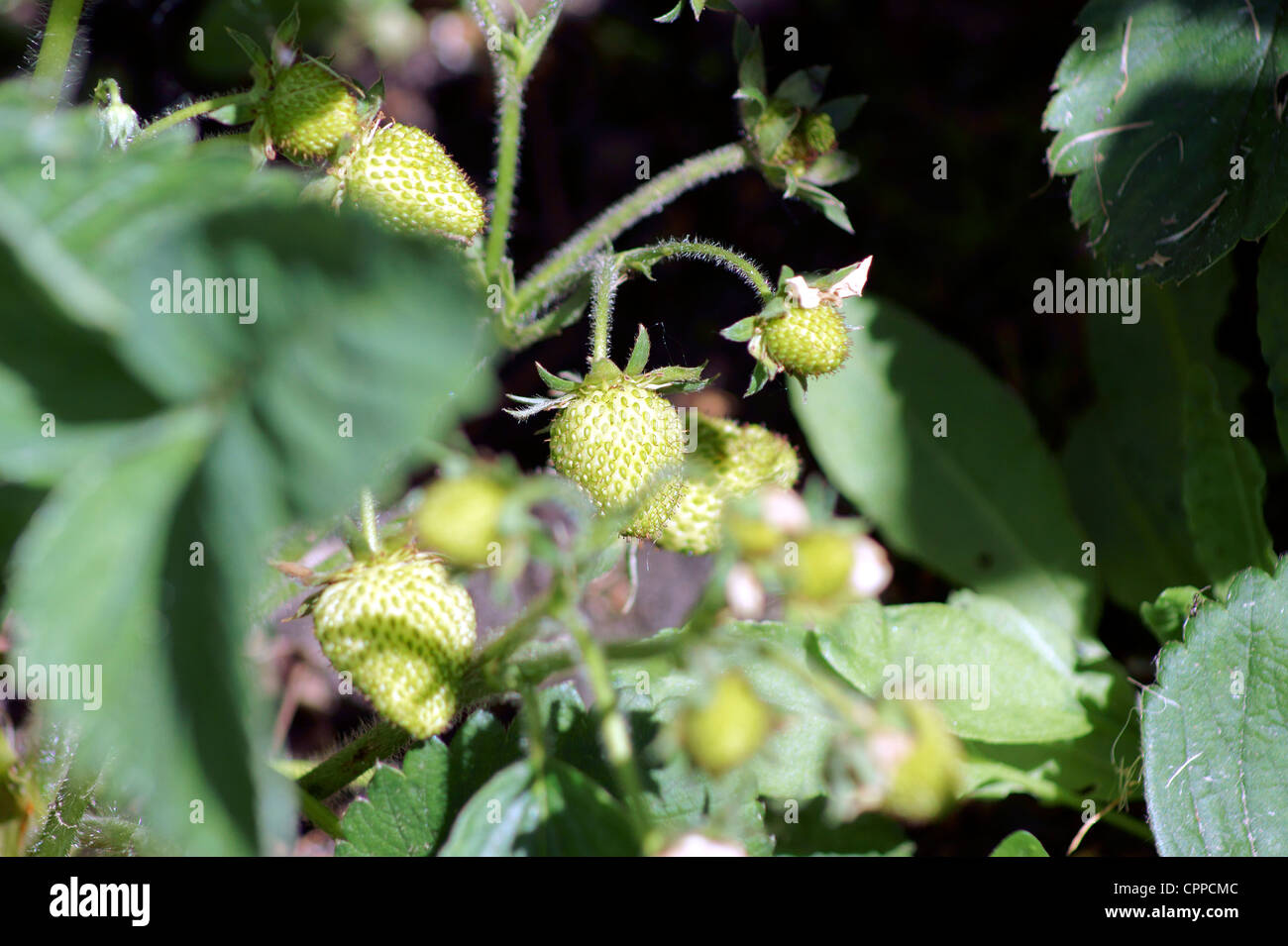 STRAWBERRY NOT RIPE Stock Photo - Alamy