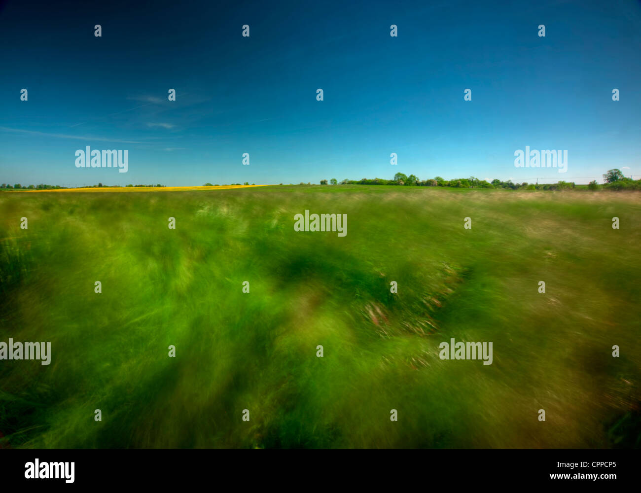 Wind through a Corn field Stock Photo - Alamy