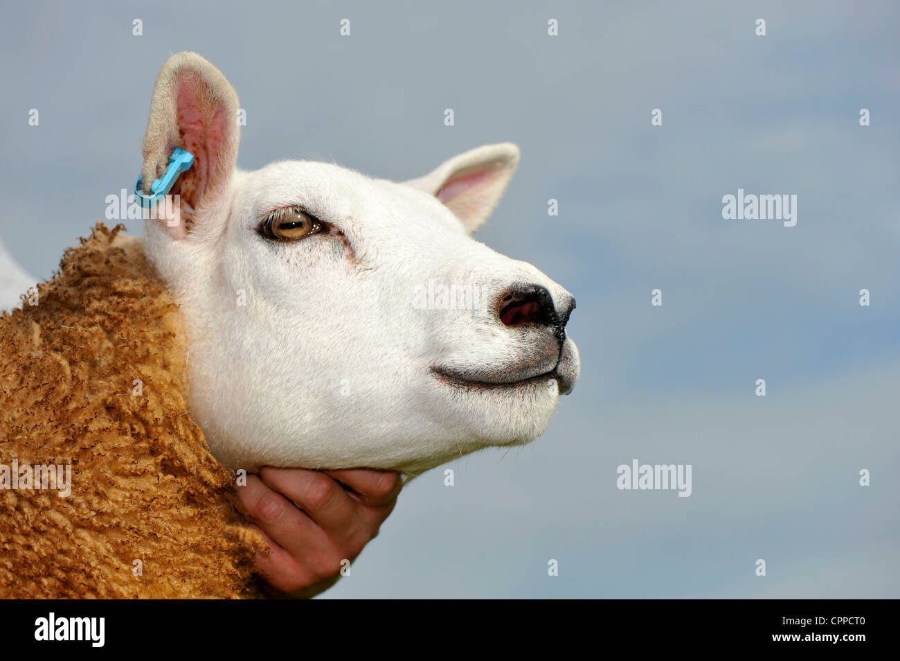 Close up of a sheeps head hi-res stock photography and images - Alamy