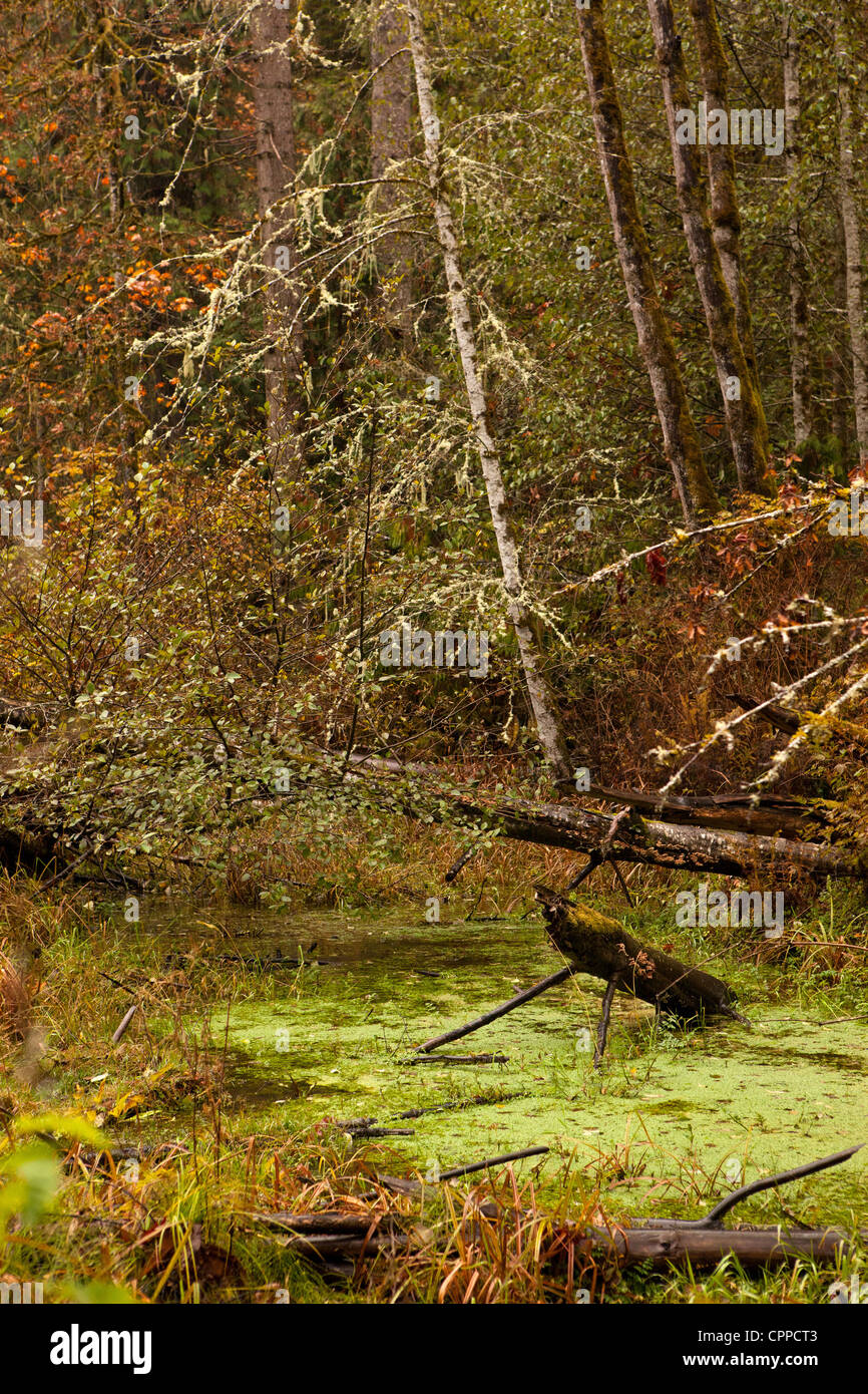 A treestump in a bog in Goldstream Provincial Park, Vancouver Island ...