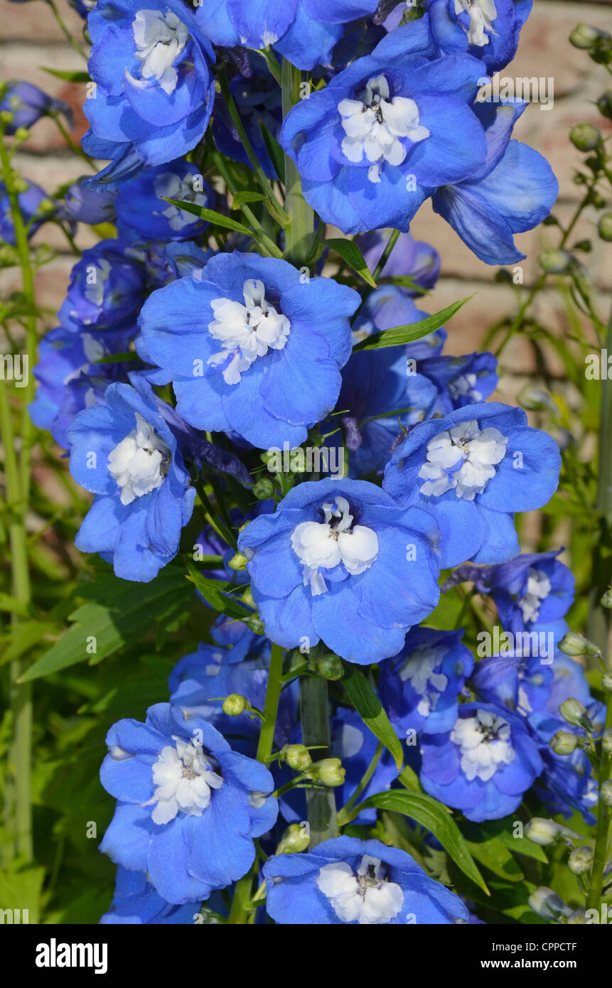 Beautiful blue delphinium flowers Stock Photo - Alamy