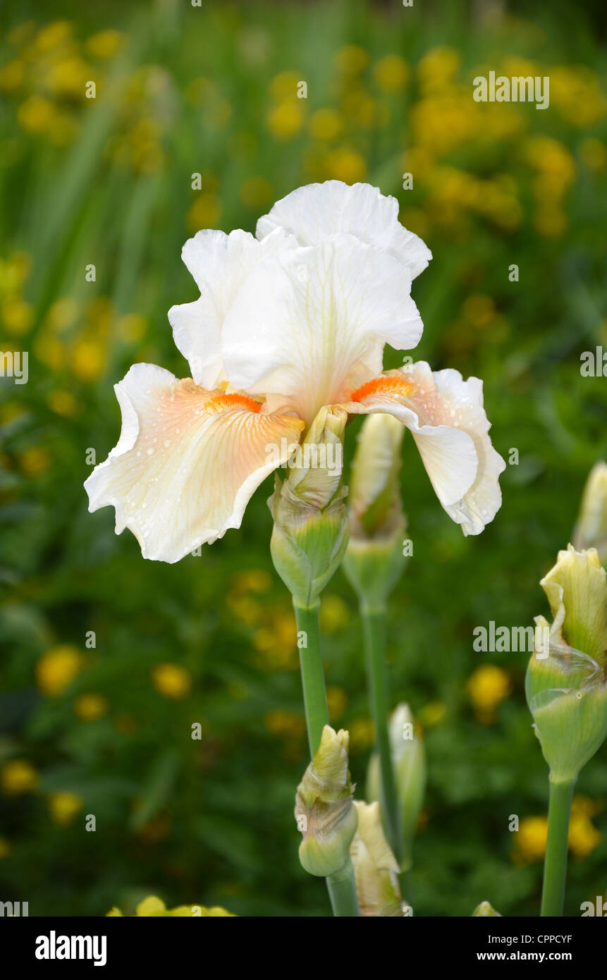 Single white iris flower Stock Photo - Alamy