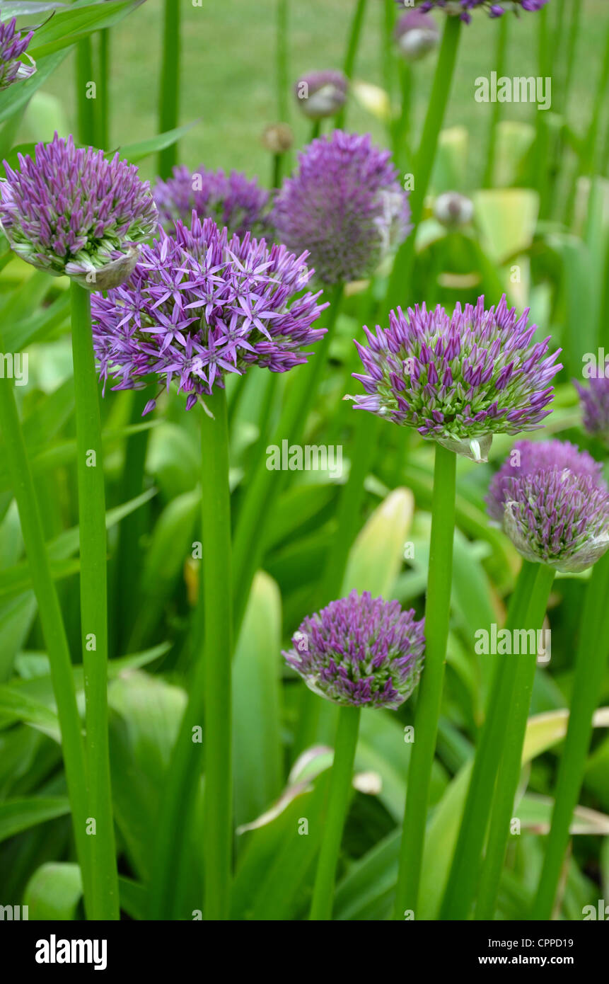 Onion flowers hi-res stock photography and images - Alamy