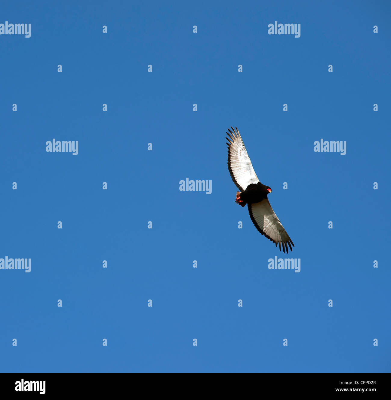 Bateleur eagle flying hi-res stock photography and images - Alamy