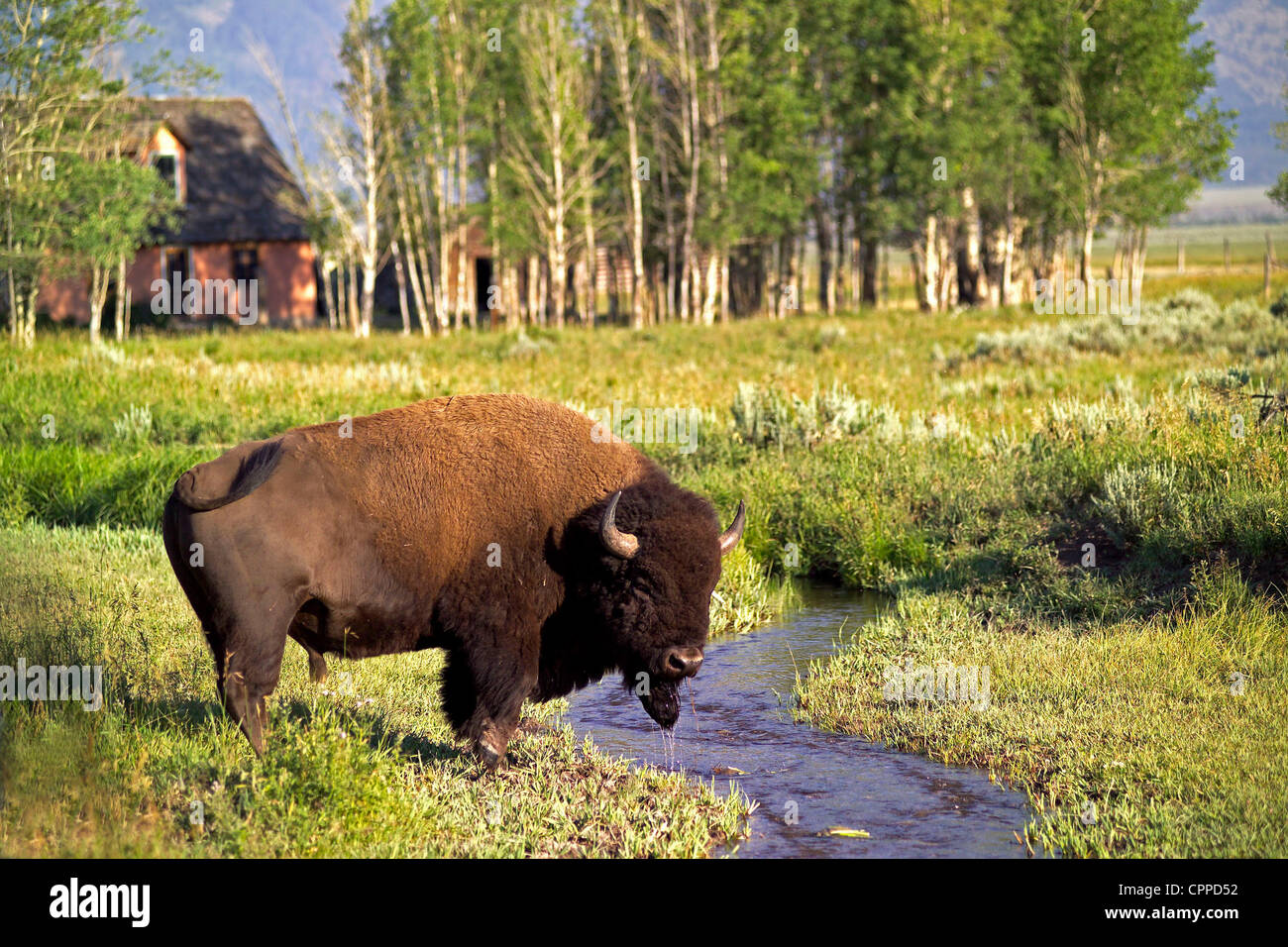 Jul 21, 2006; Jackson Hole, Wyoming, USA; A Bison, often referred to as ...