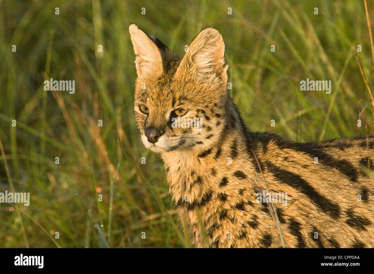 Serval cat-head shot Stock Photo - Alamy