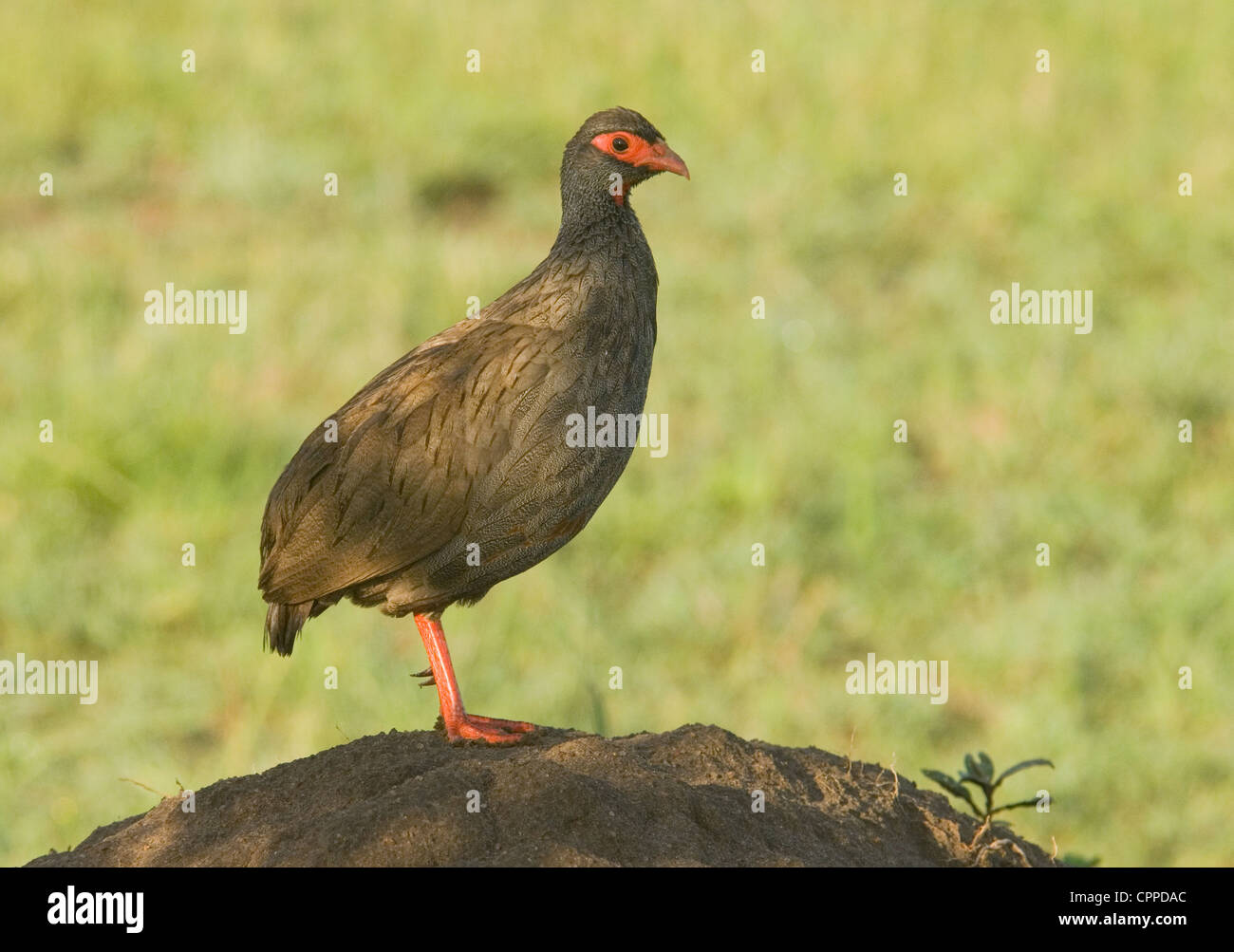 Spurfowl bird hi-res stock photography and images - Alamy