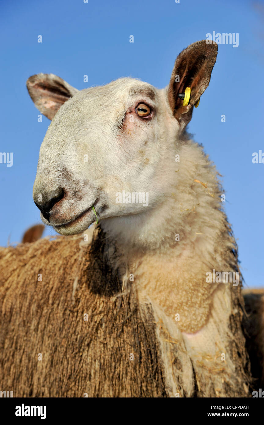 Blue Faced Leisceter rams Stock Photo - Alamy