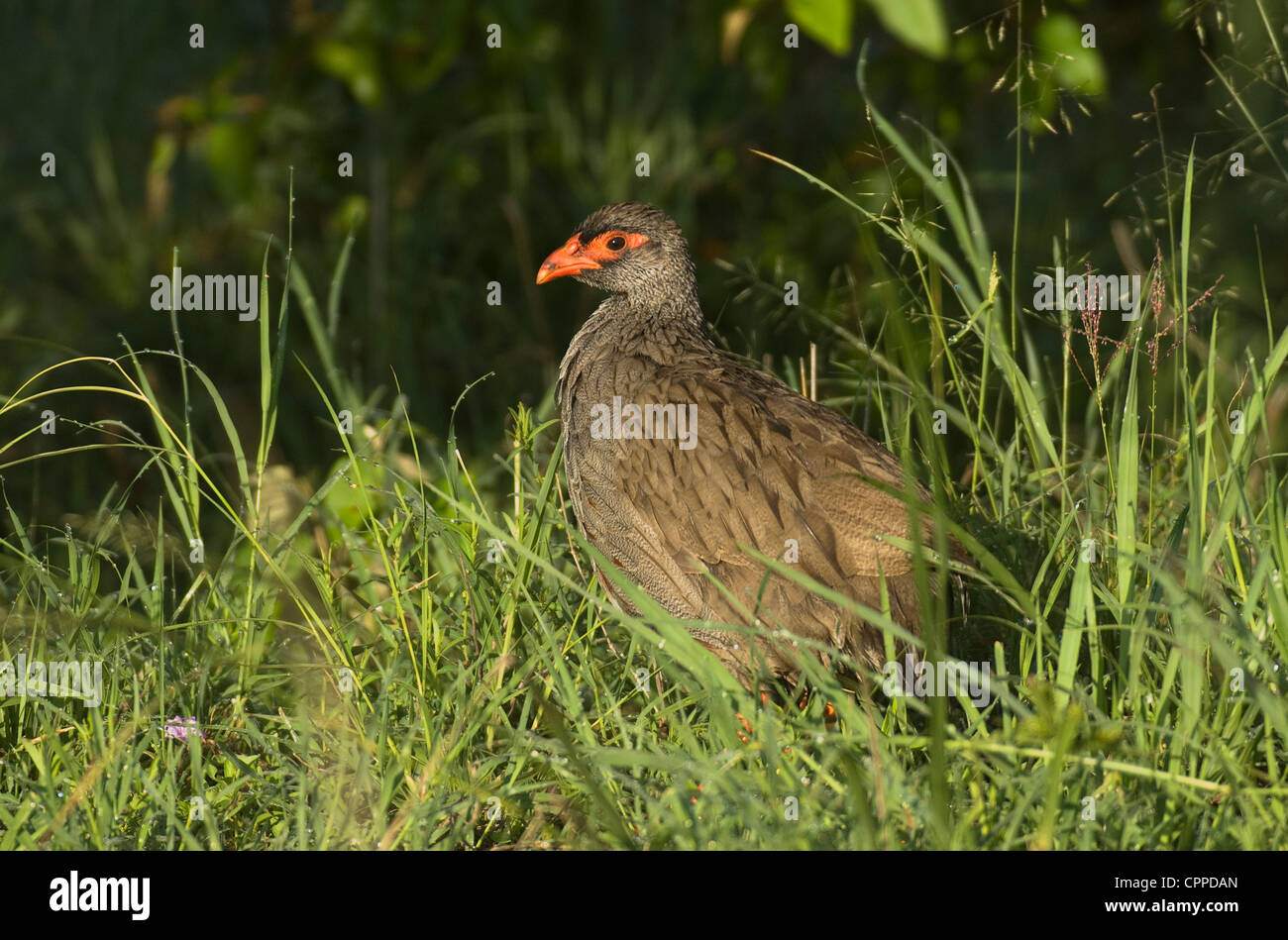 Spurfowl bird hi-res stock photography and images - Alamy