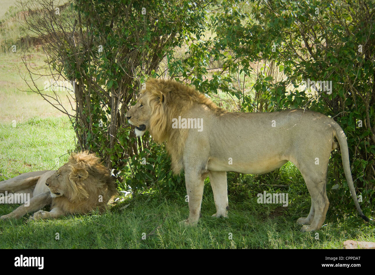 Two lions in shade of tree Stock Photo - Alamy