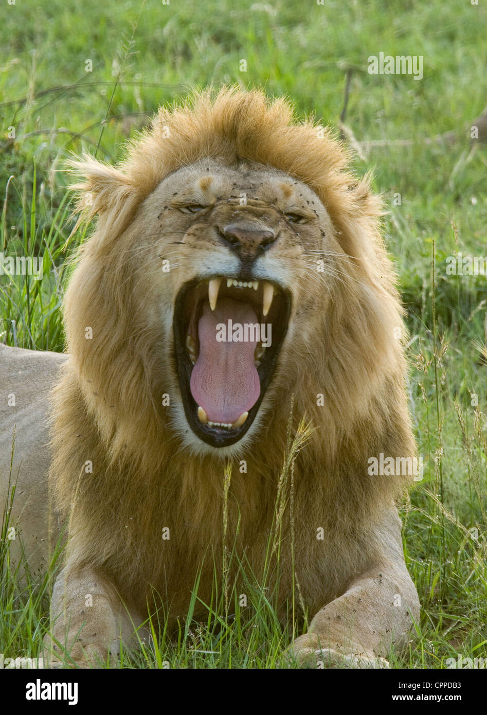 Lion canines hi-res stock photography and images - Alamy