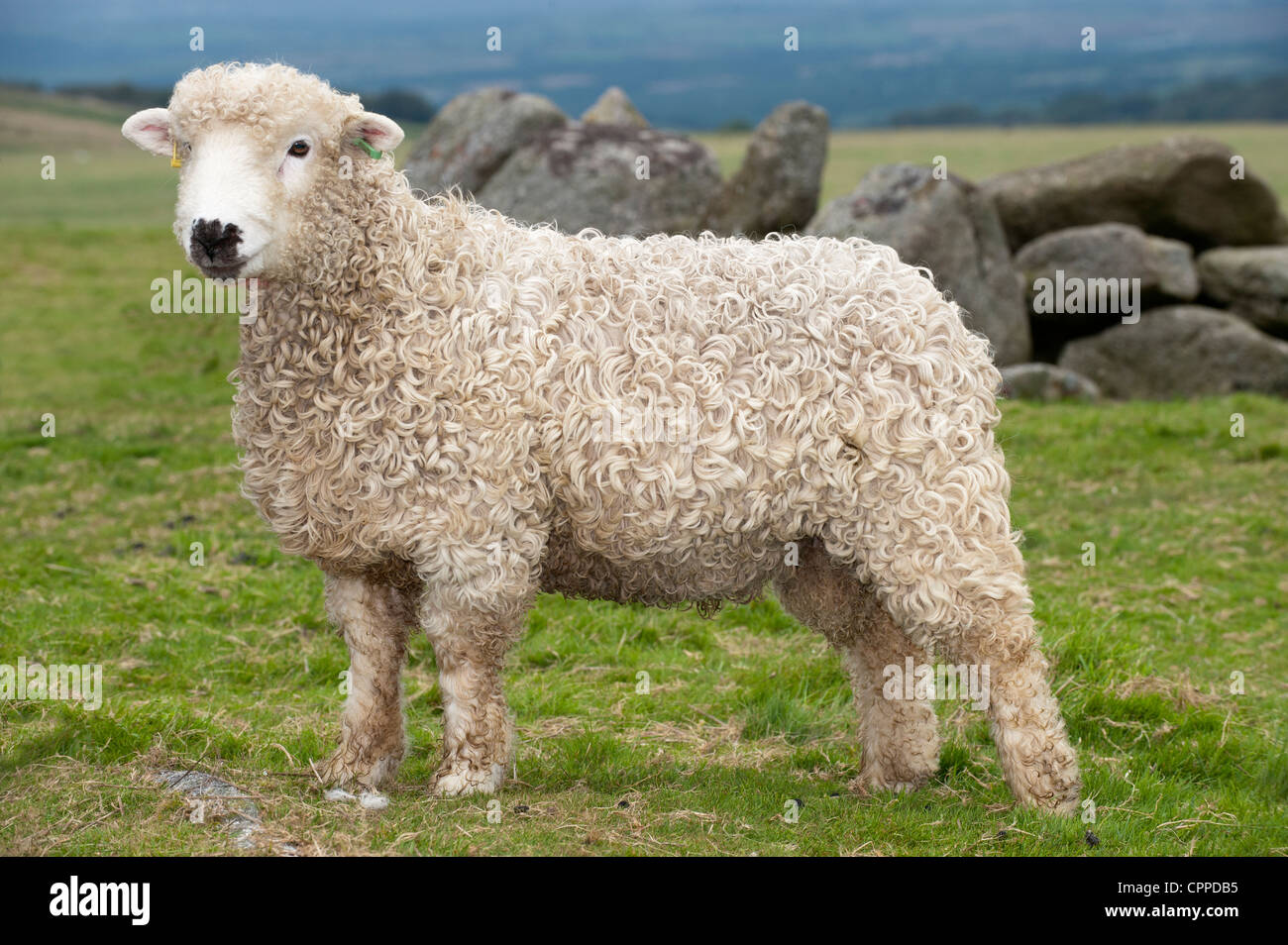 Grey faced dartmoor sheep hi-res stock photography and images - Alamy