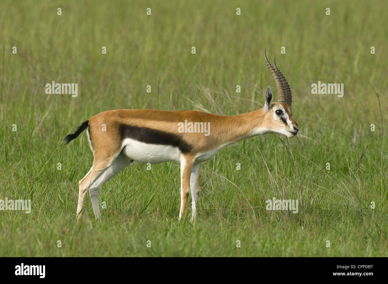 Thomson's gazelle buck marking territory Stock Photo - Alamy