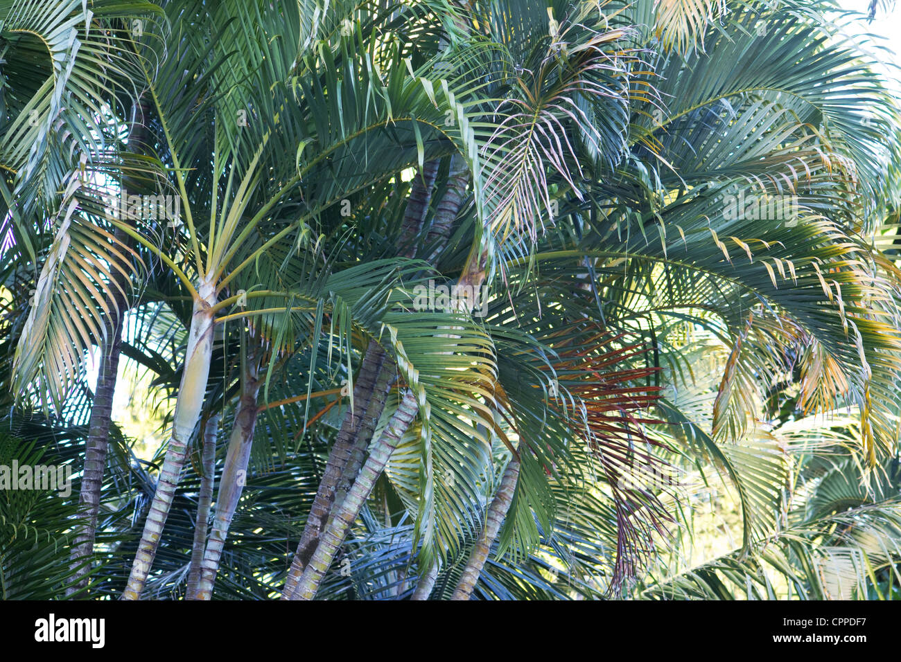 A group of palm trees Stock Photo - Alamy