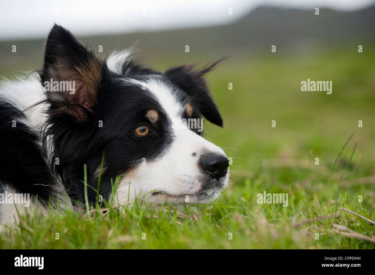 Sheep field dog sheepdog hi-res stock photography and images - Alamy