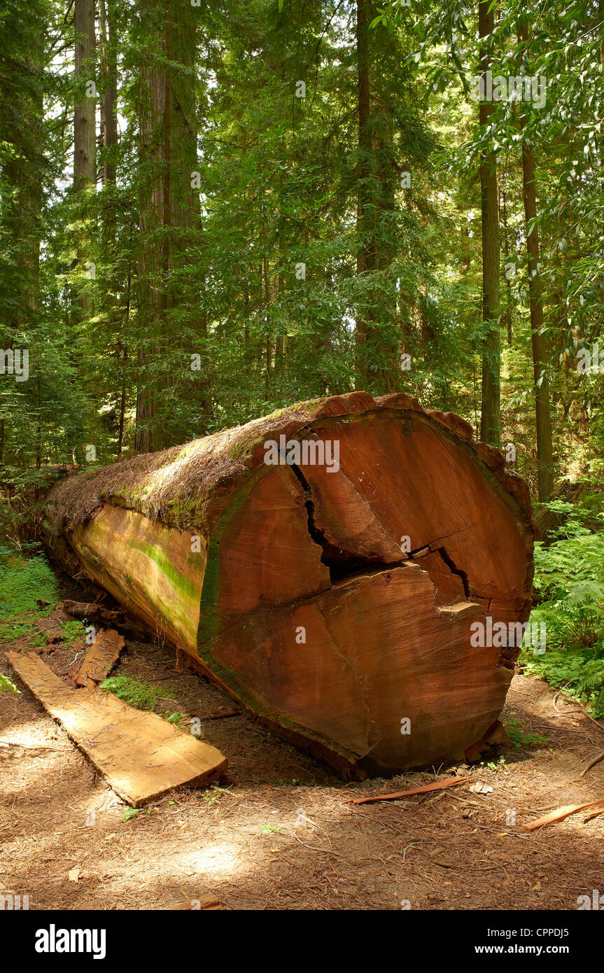 Downed Log. Avenue of the Giants. Humboldt Redwoods State Park Stock ...