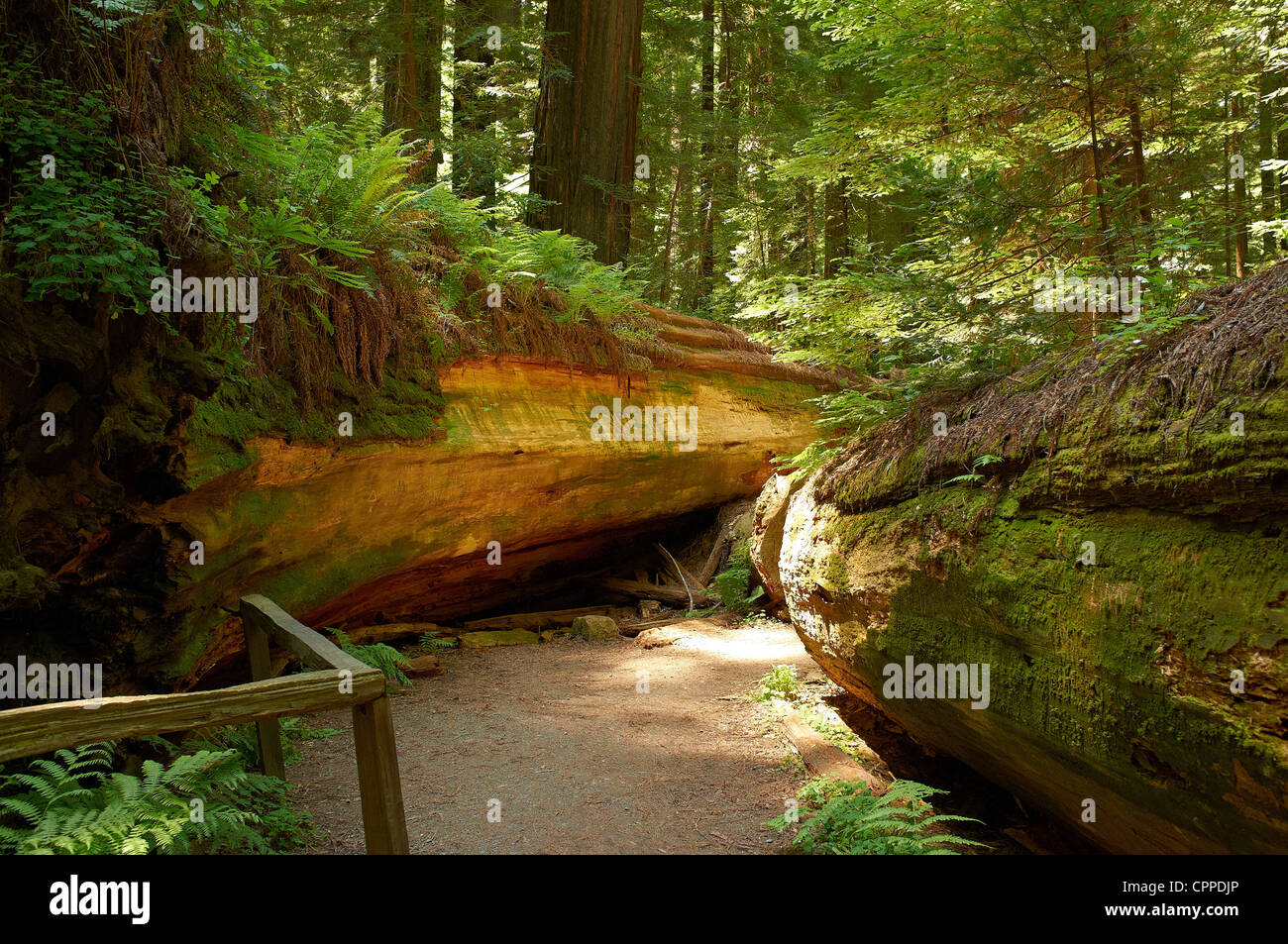 Dyerville Giant. Founders Grove, Avenue of the Giants. Humboldt ...