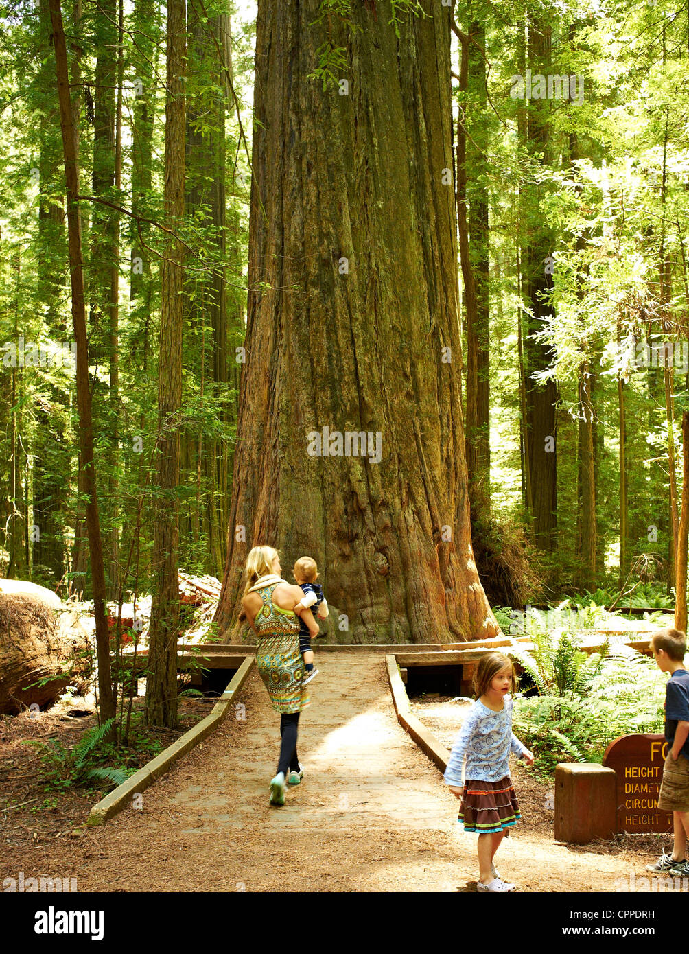 Group enjoys the Founders tree, Founders Grove, Avenue of the Giants ...