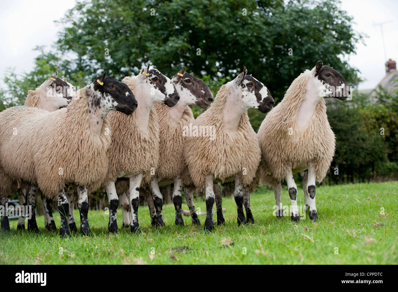 Mule gimmer lambs ready for sale, Devon Stock Photo - Alamy