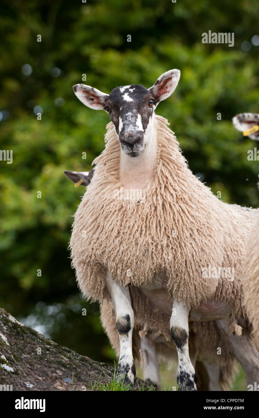 Mule gimmer lamb hi-res stock photography and images - Alamy