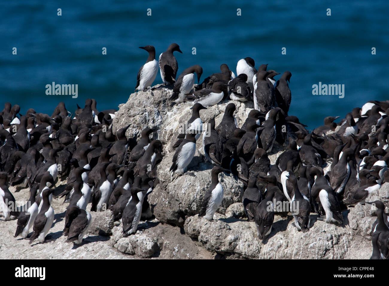 A colony of Common Murre (Uria aalge) gathering in large numbers on ...