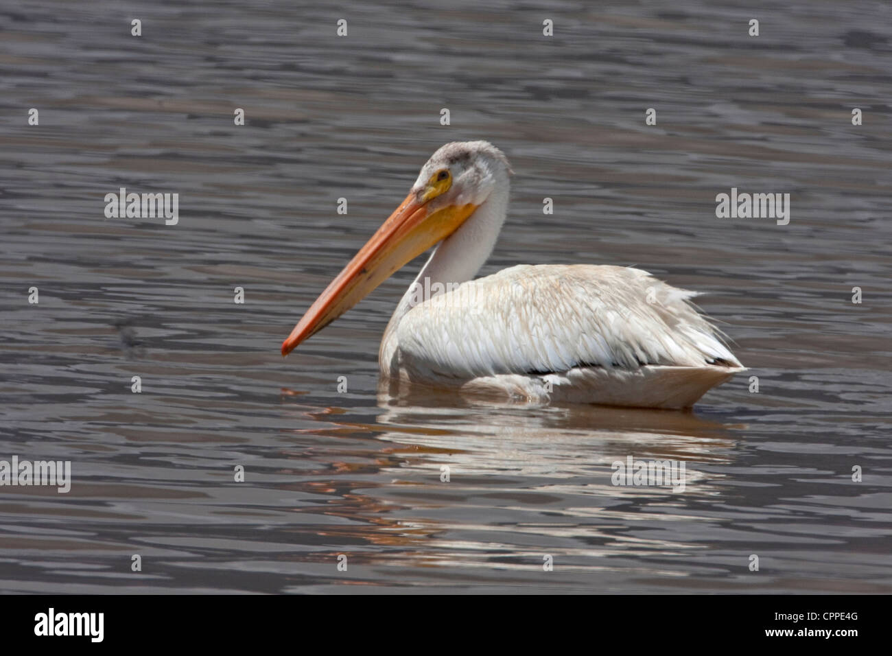 American White Pelican (Pelecanus erythrorhynchos) on the lake at ...