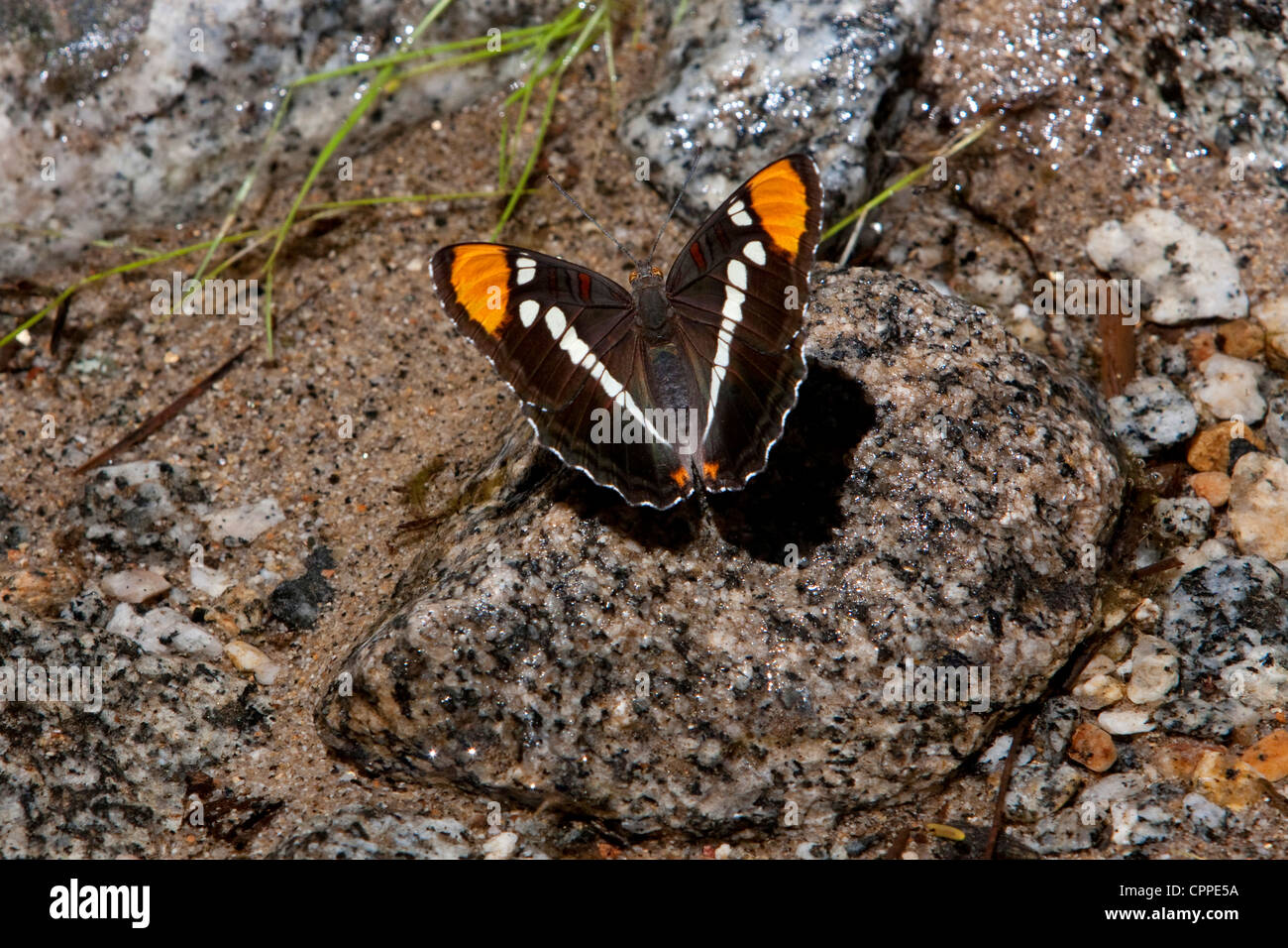 California Sister (Adelpha californica) butterfly with wings open on a ...