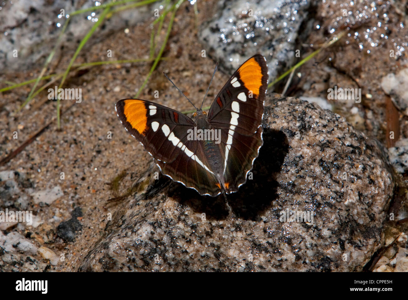 California Sister (Adelpha californica) butterfly with wings open on a ...