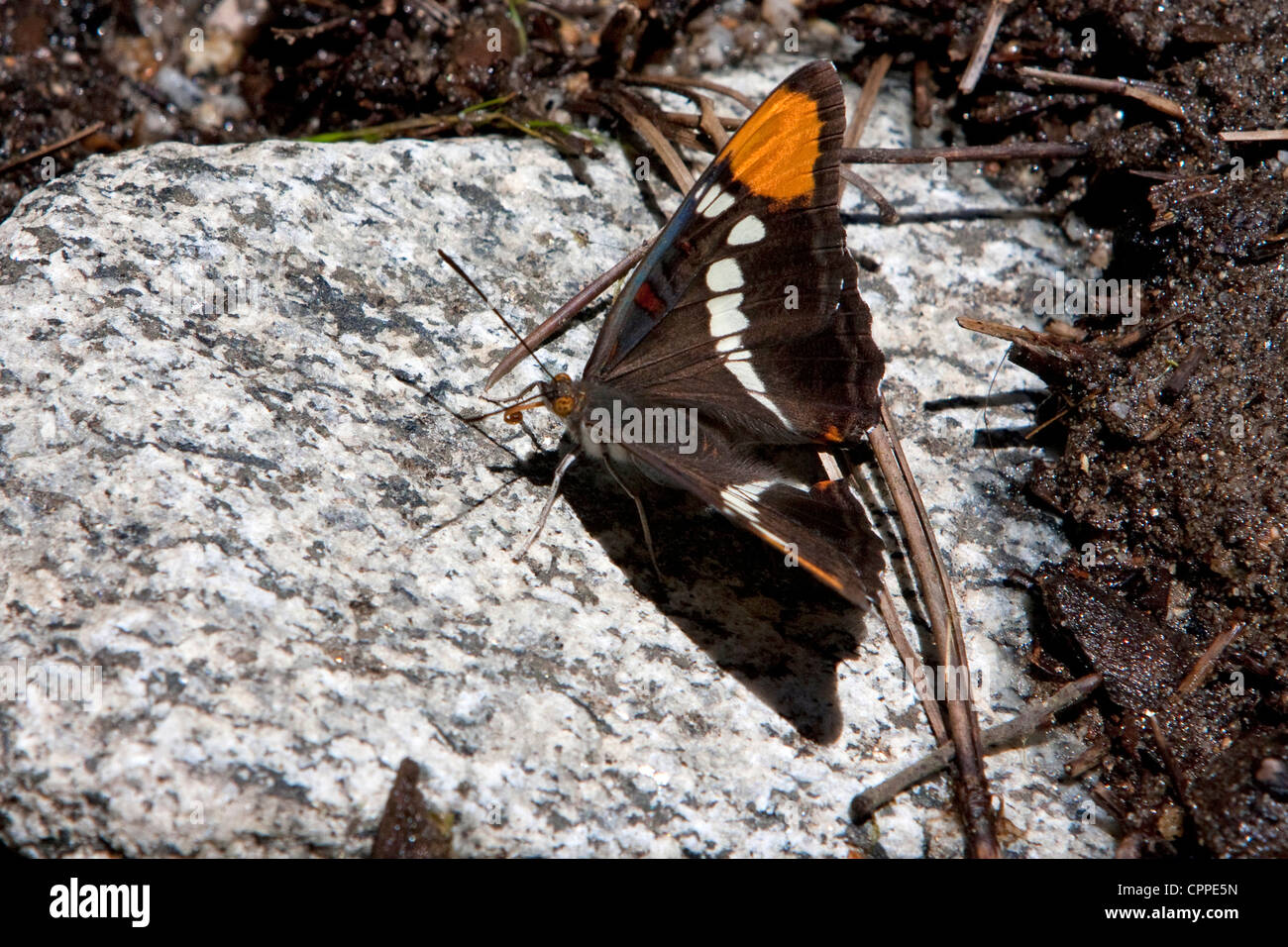 California Sister (Adelpha californica) butterfly with wings closed on ...