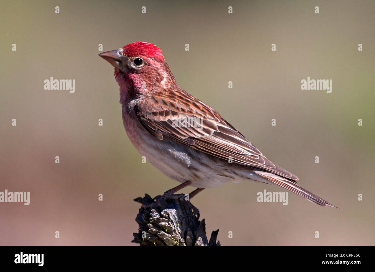 Cassin's Finch (Carpodacus cassinii) male perched on a stump close to a ...