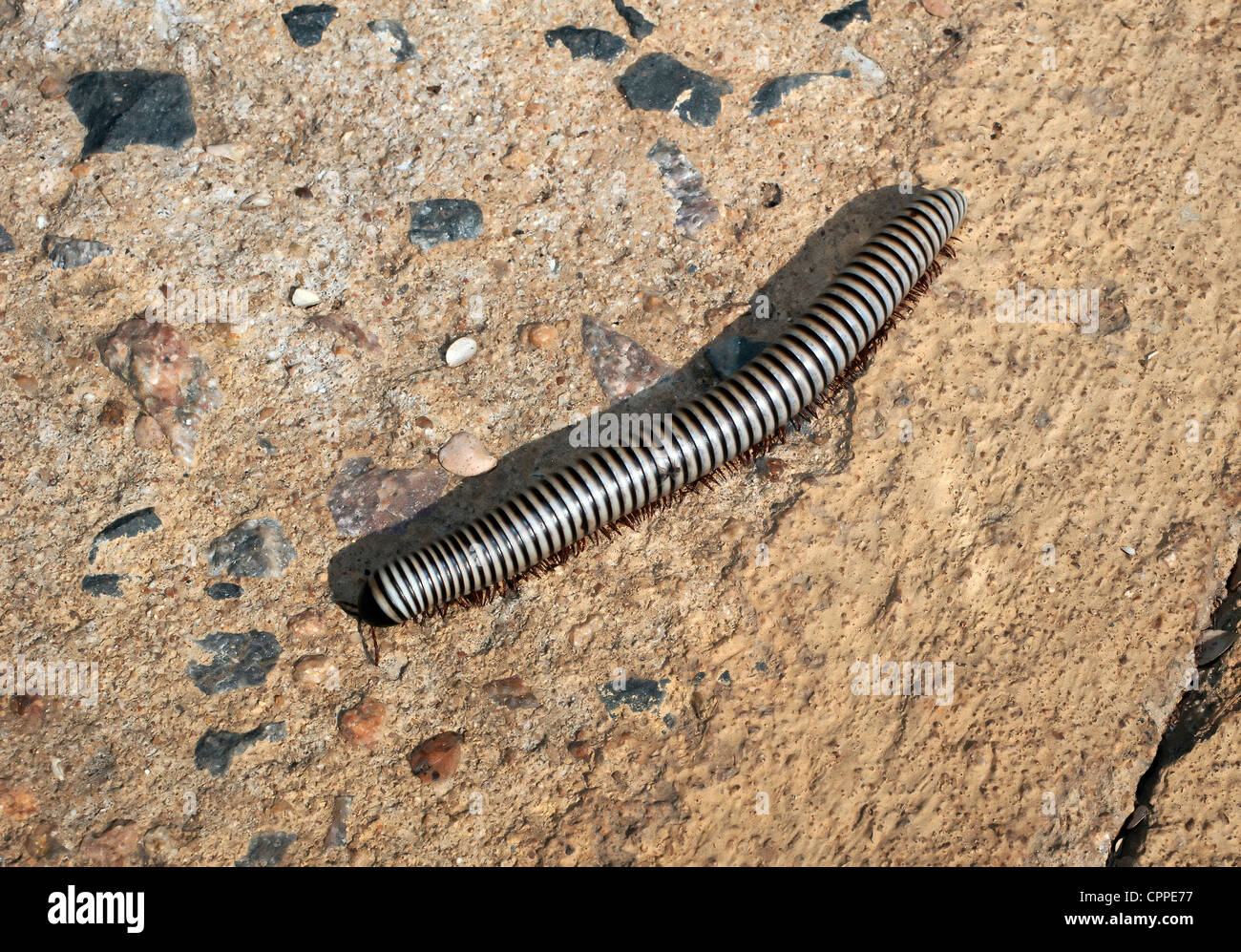 Millipede, called the Shongololo locally in the Thornybush Game Reserve ...