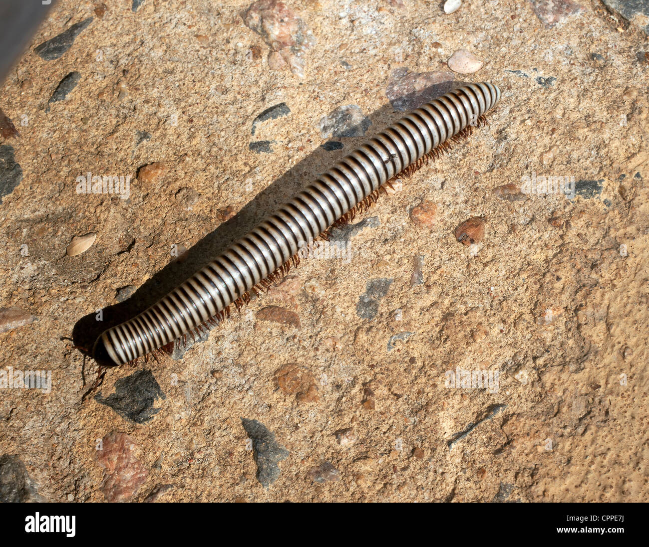 Millipede, called the Shongololo locally in the Thornybush Game Reserve ...