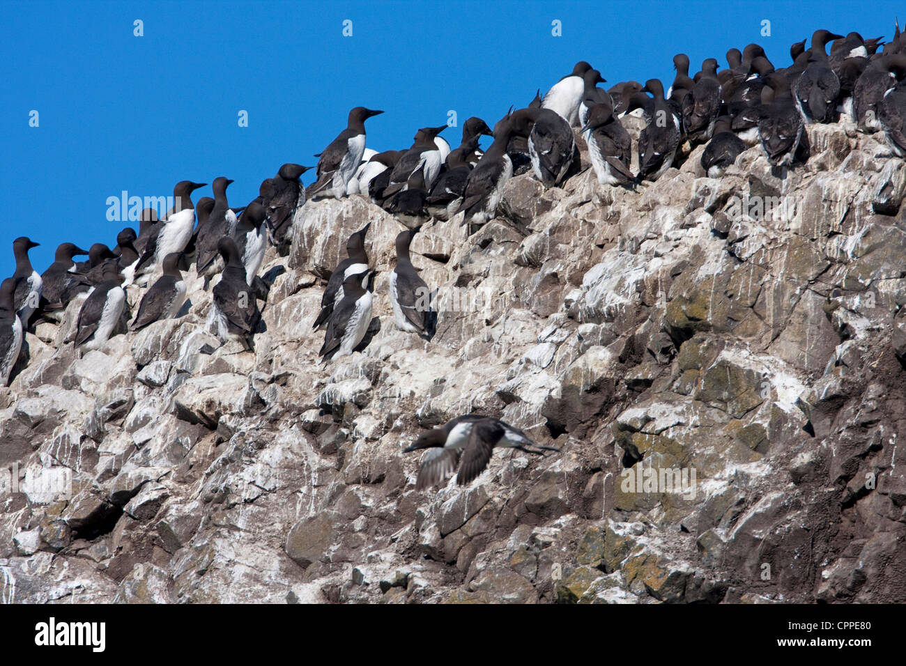 A colony of Common Murre (Uria aalge) gathering in large numbers on ...