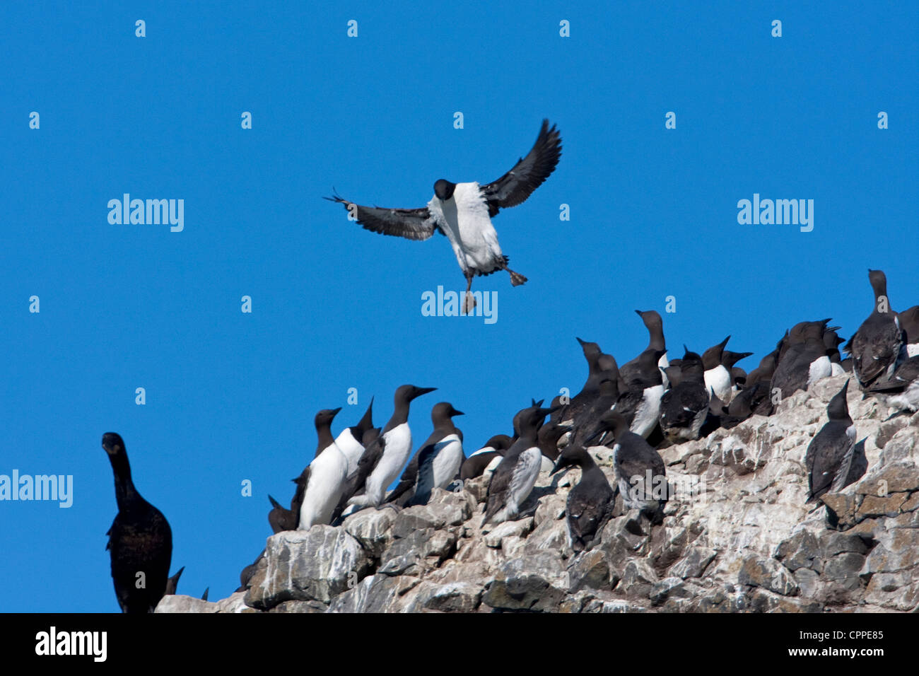 A colony of Common Murre (Uria aalge) gathering in large numbers on ...