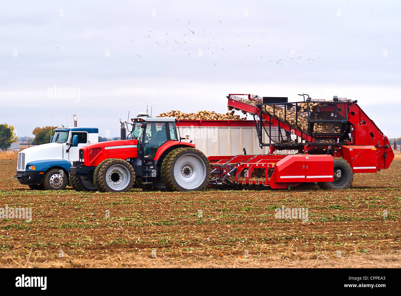 Farm equipment harvesting sugar beets and loading them into a semi ...