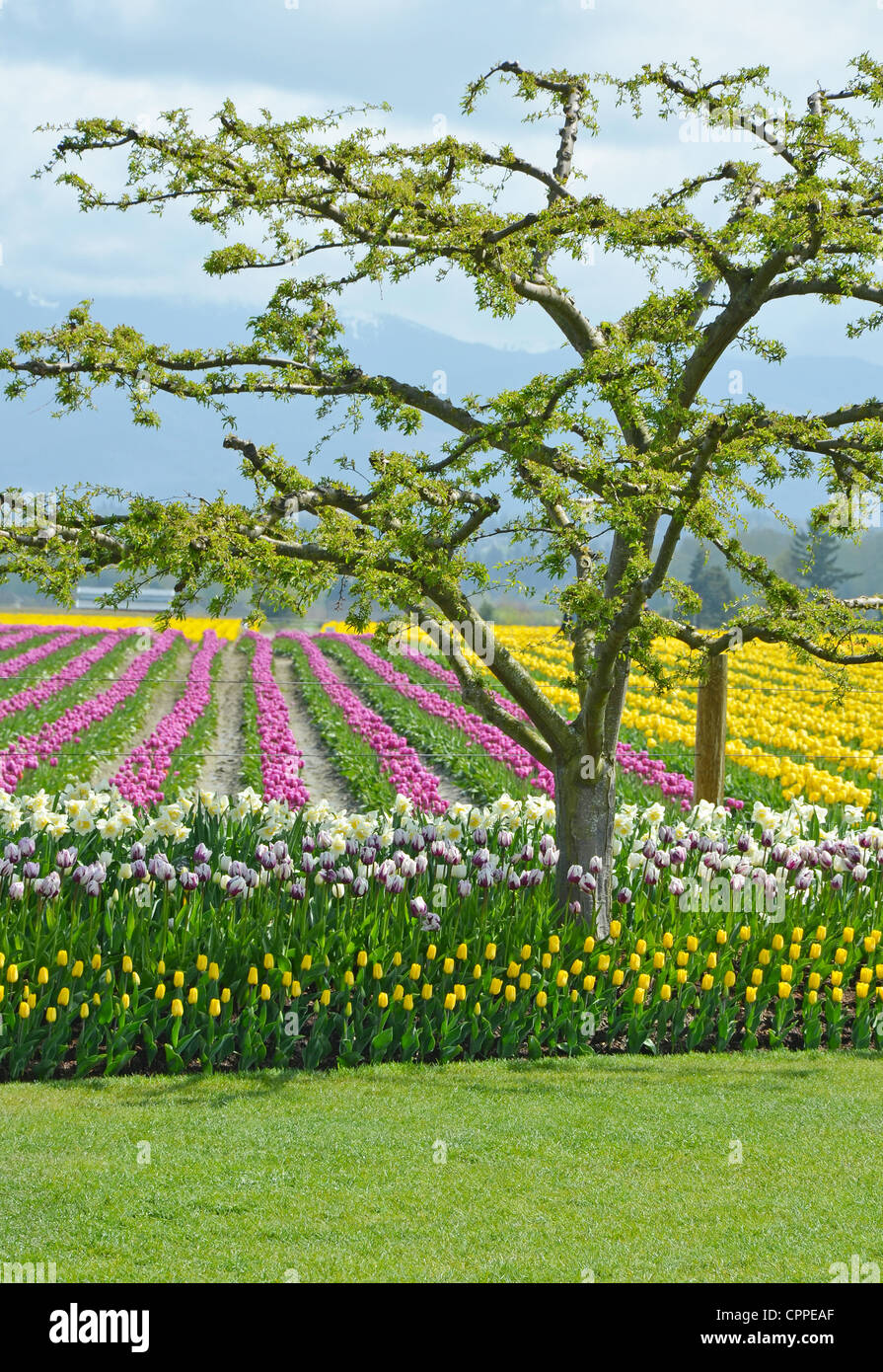 Colorful tulip farm in springtime Stock Photo - Alamy